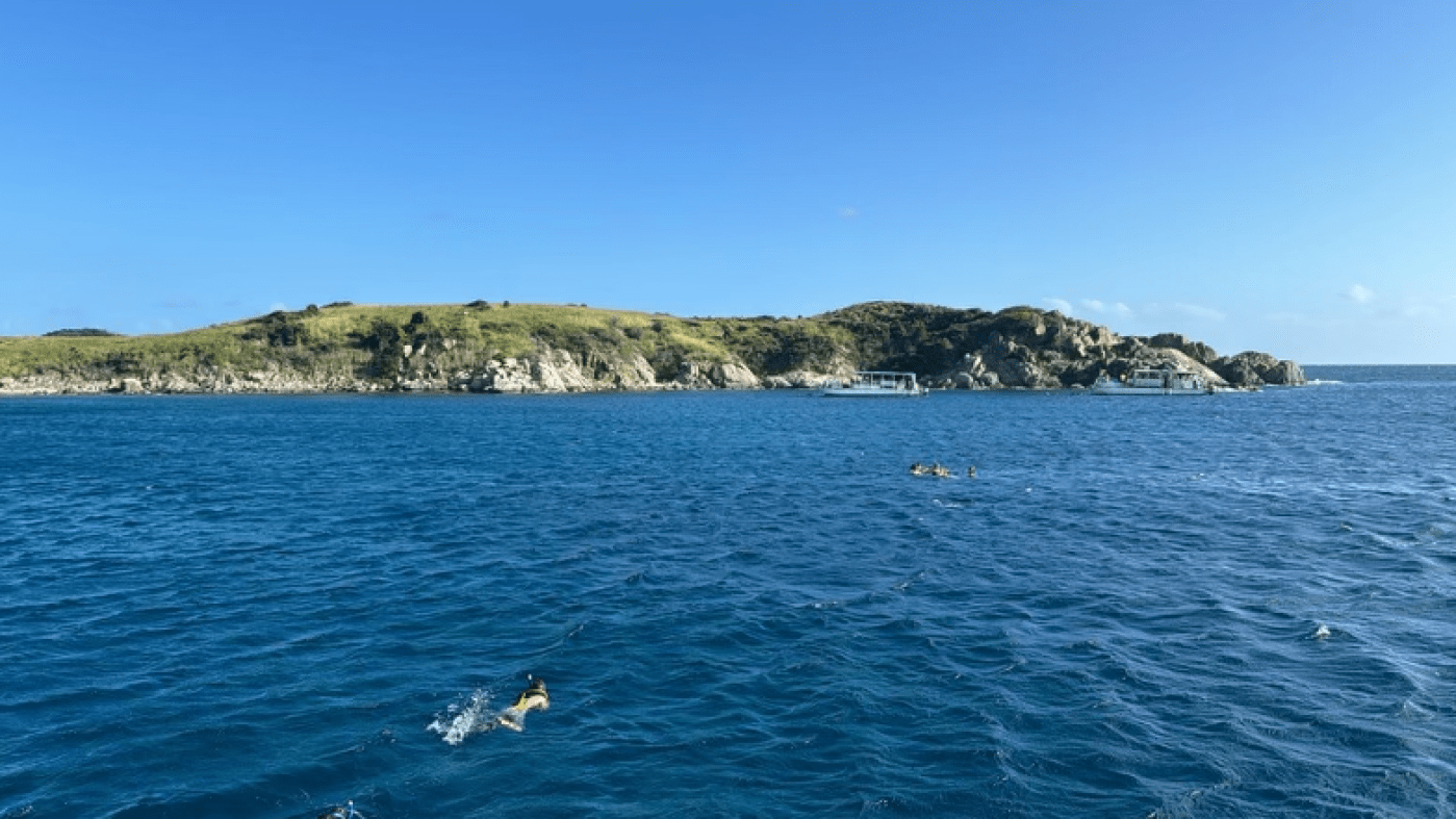Snorkel Buck Island's Sunken Boat | Seas the Day Charters USVI